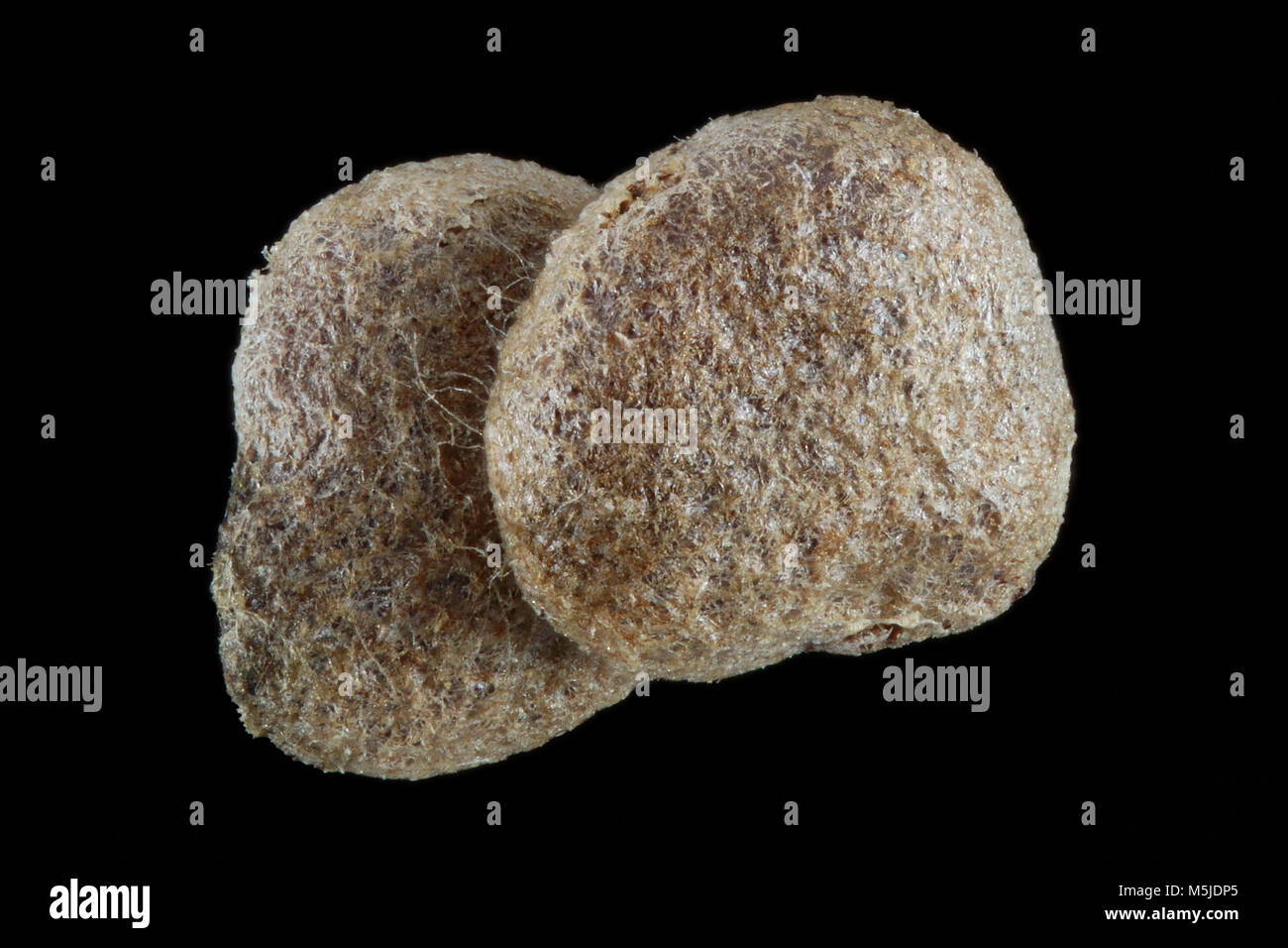 Nicandra physalodes hi-res stock photography and images - Alamy