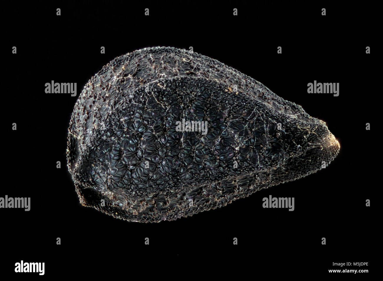 Black seed black cumin nigella hi-res stock photography and images - Alamy