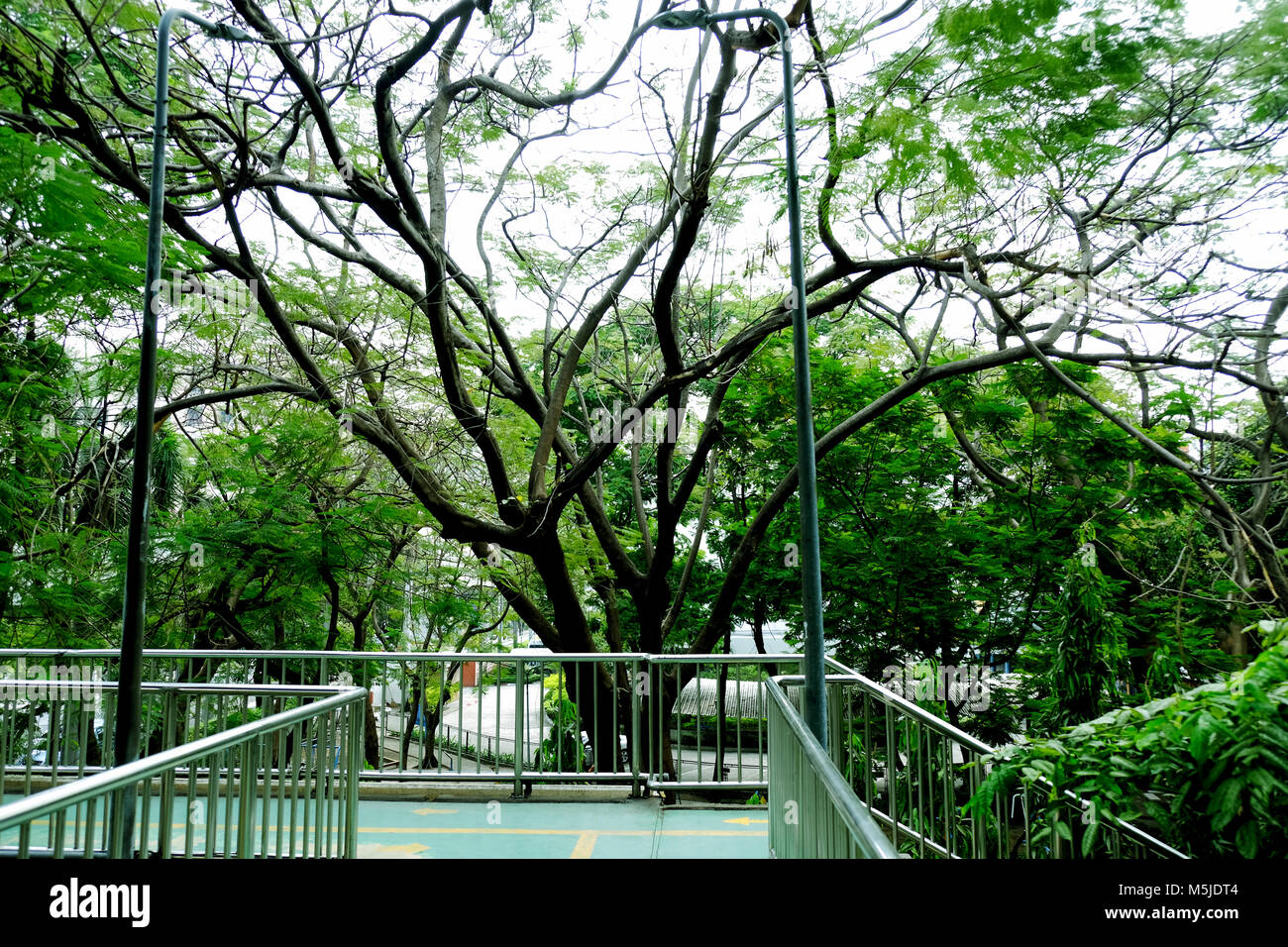 The big green tree at the junction skywalk path Stock Photo - Alamy