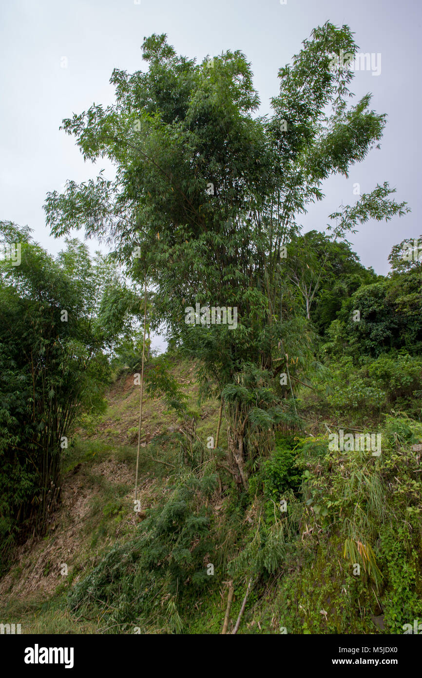 Tall Bamboo Bush High Resolution Stock Photography and Images - Alamy