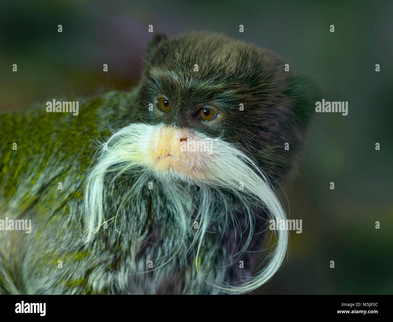 Emperor tamarin Saguinus imperator Stock Photo - Alamy