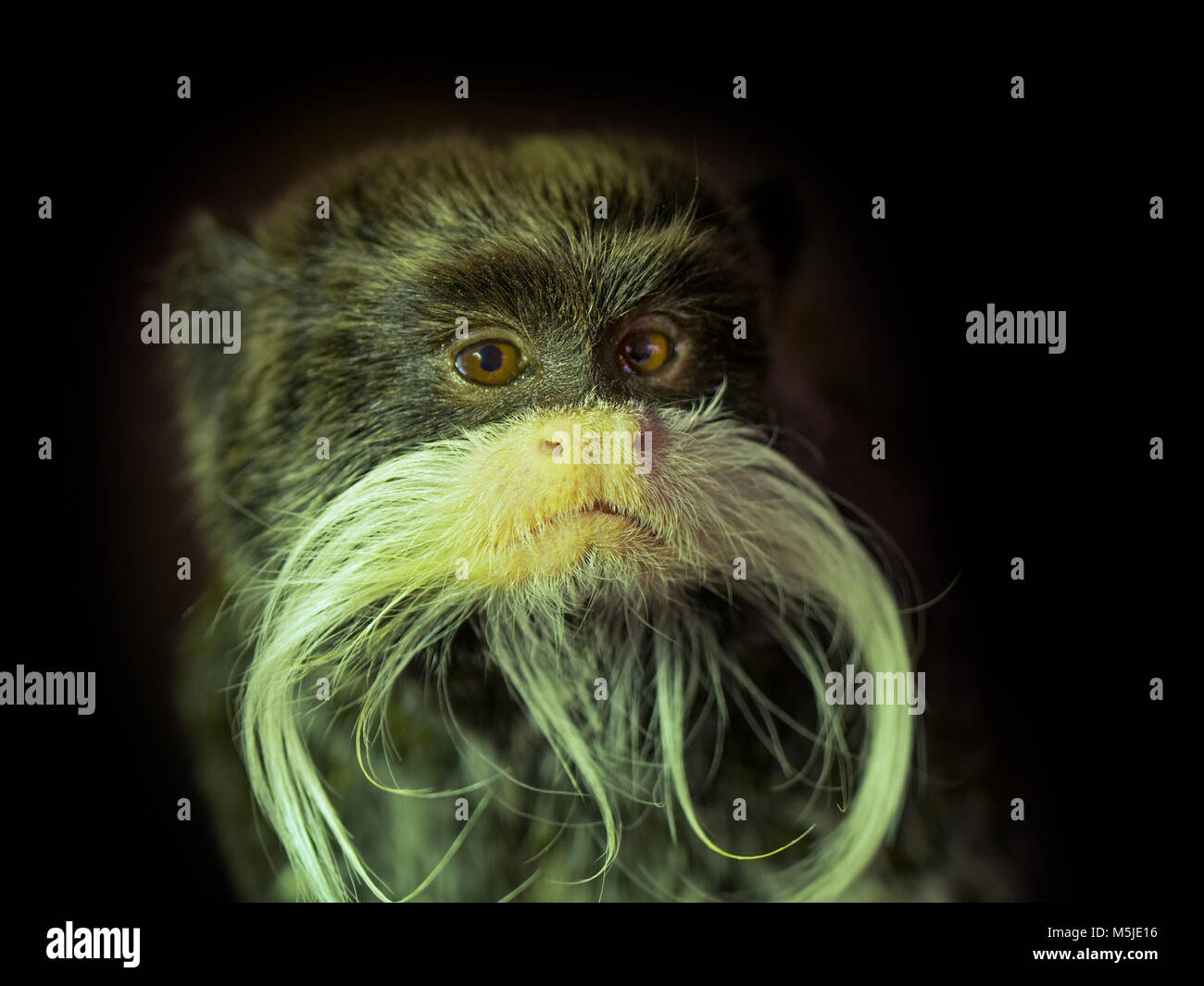 Tamarin species hi-res stock photography and images - Alamy