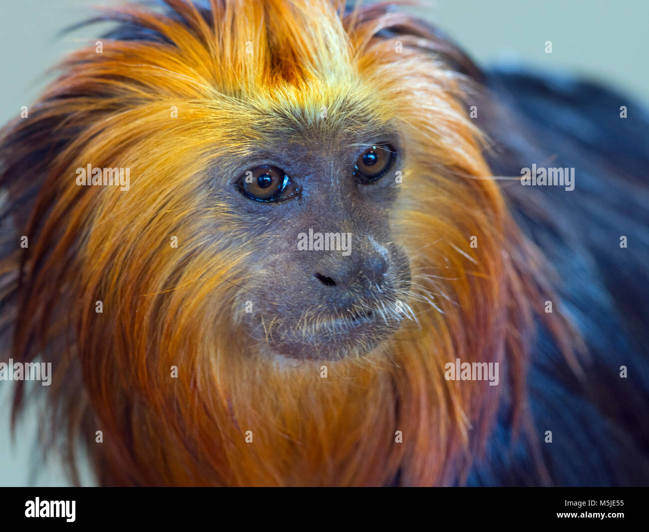 Golden tamarin face hi-res stock photography and images - Alamy
