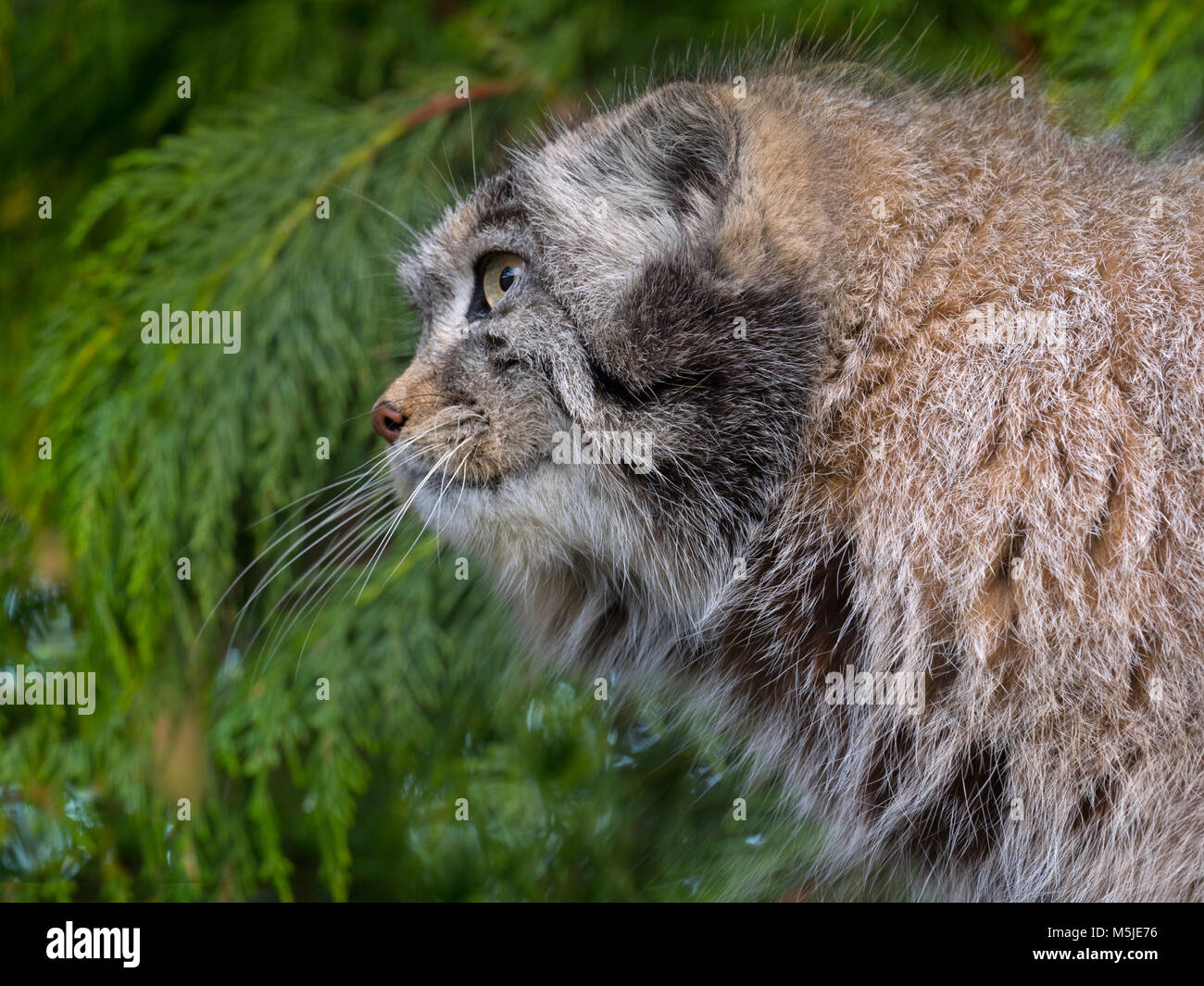 Pallas's cat Otocolobus manul Stock Photo - Alamy
