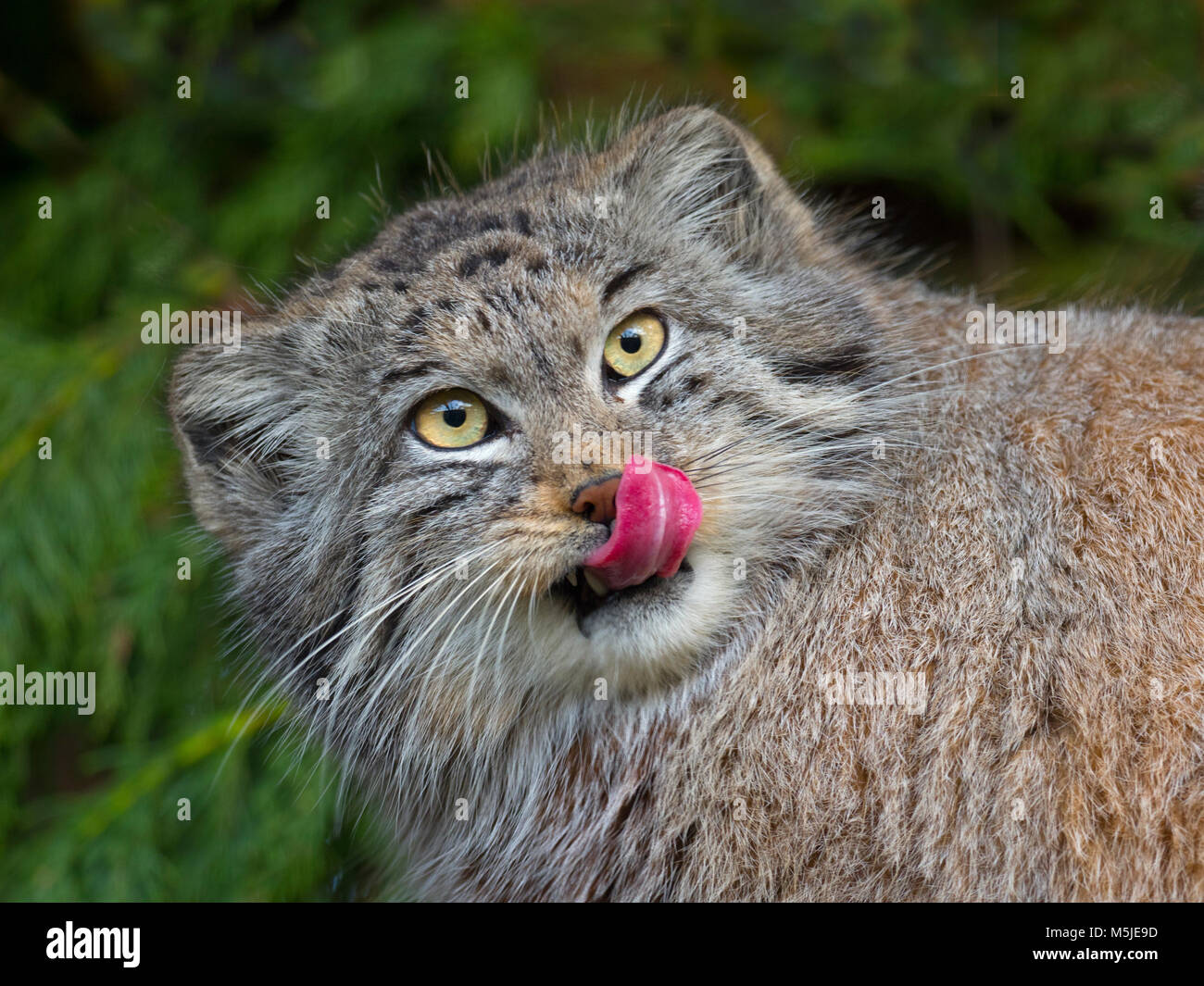 Pallas's cat Otocolobus manul Stock Photo - Alamy