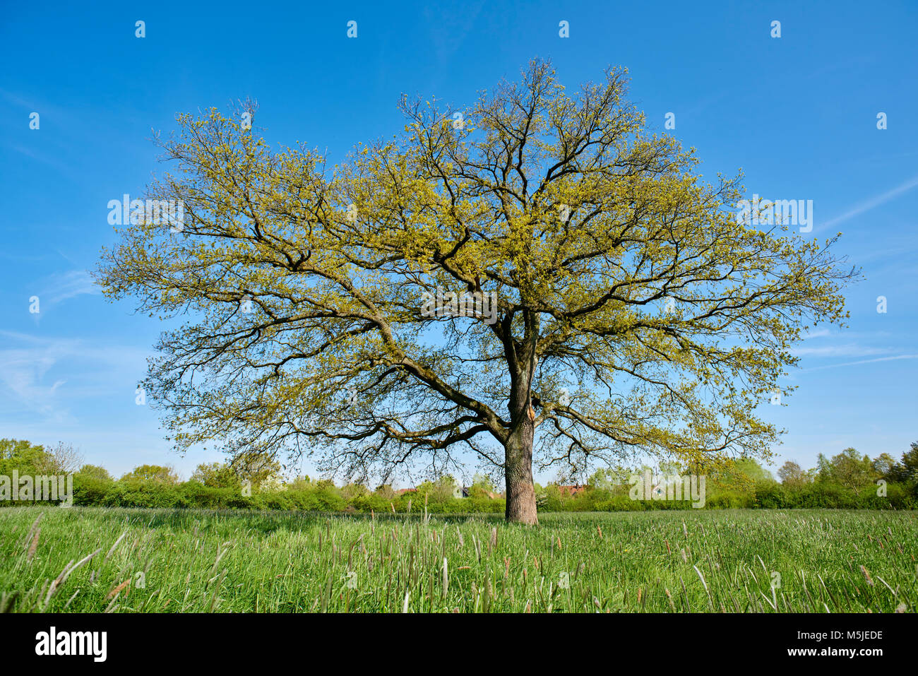 Eiche im fruhling hi-res stock photography and images - Alamy