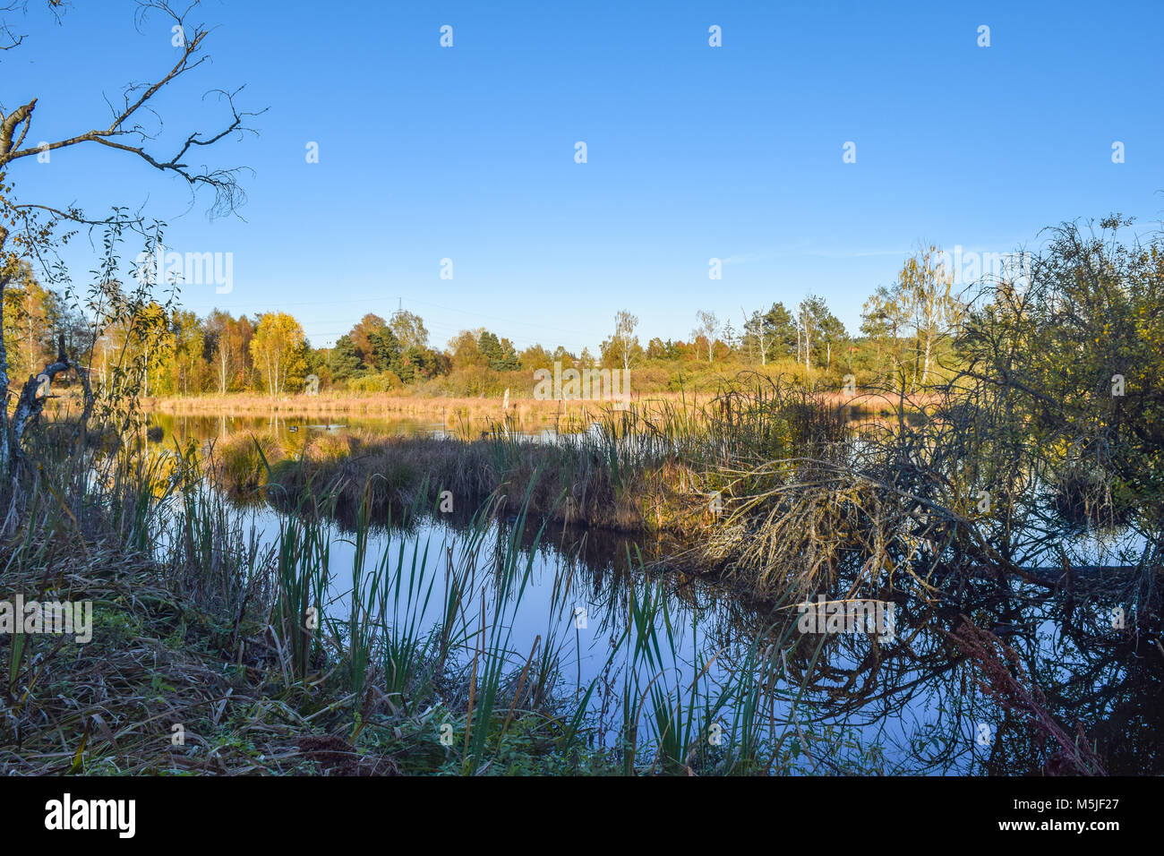 View through reed over a lake in a nature reserve, cloudless blue sky ...
