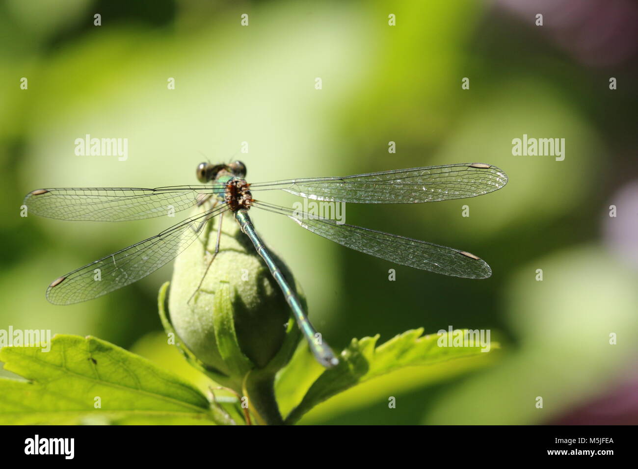 Blue damselfly or dragonfly Stock Photo - Alamy
