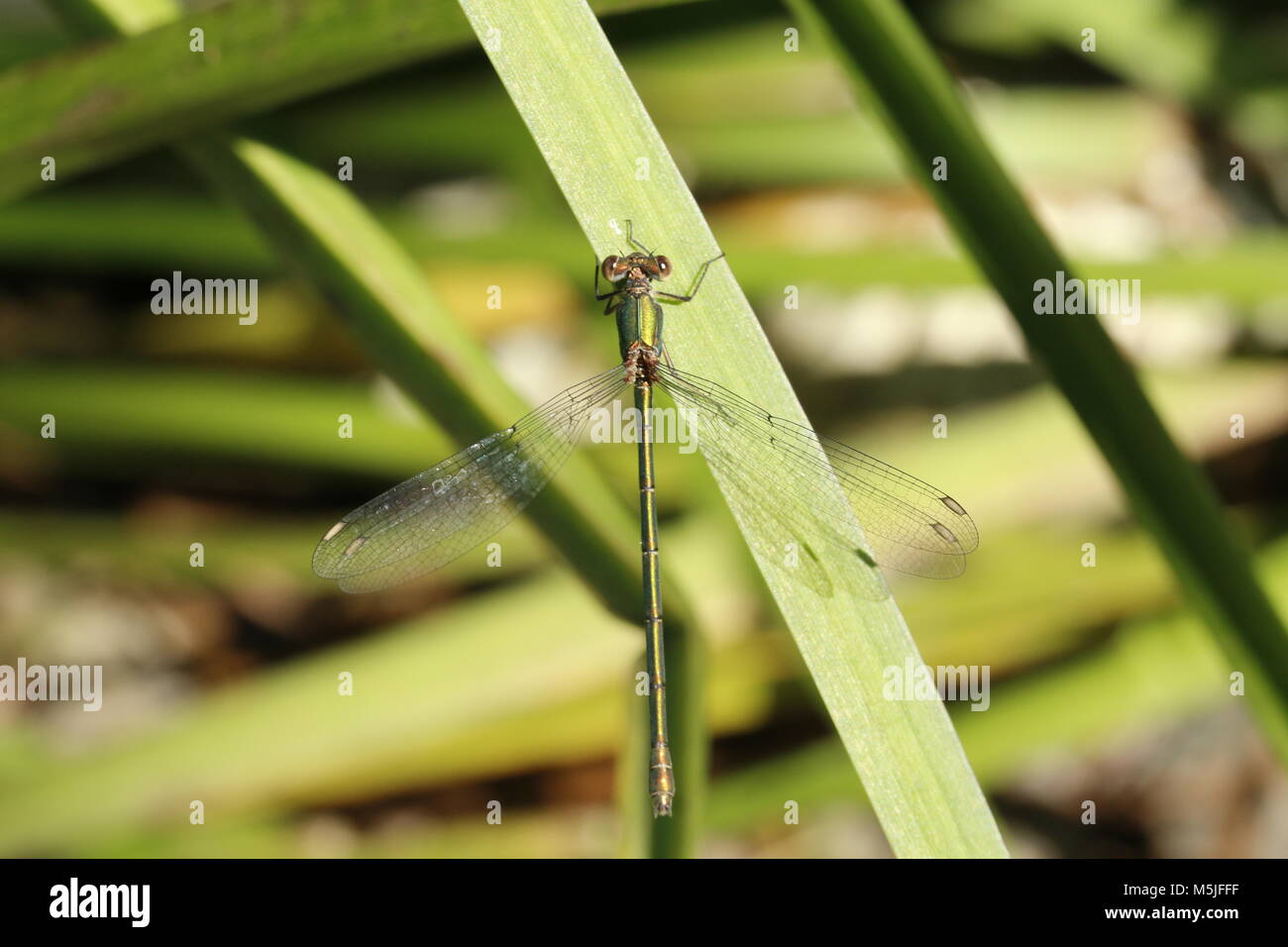 Azure damselfly at rest hi-res stock photography and images - Alamy