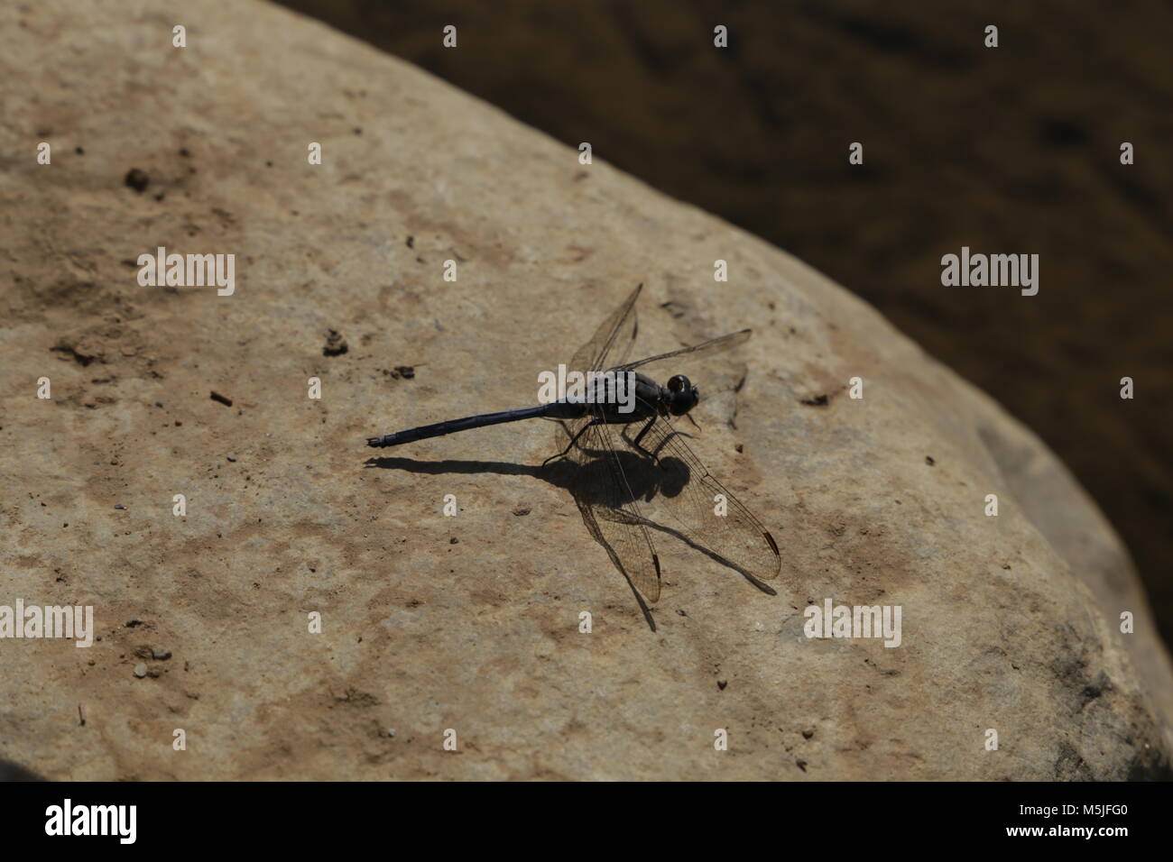 Azure damselfly at rest hi-res stock photography and images - Alamy