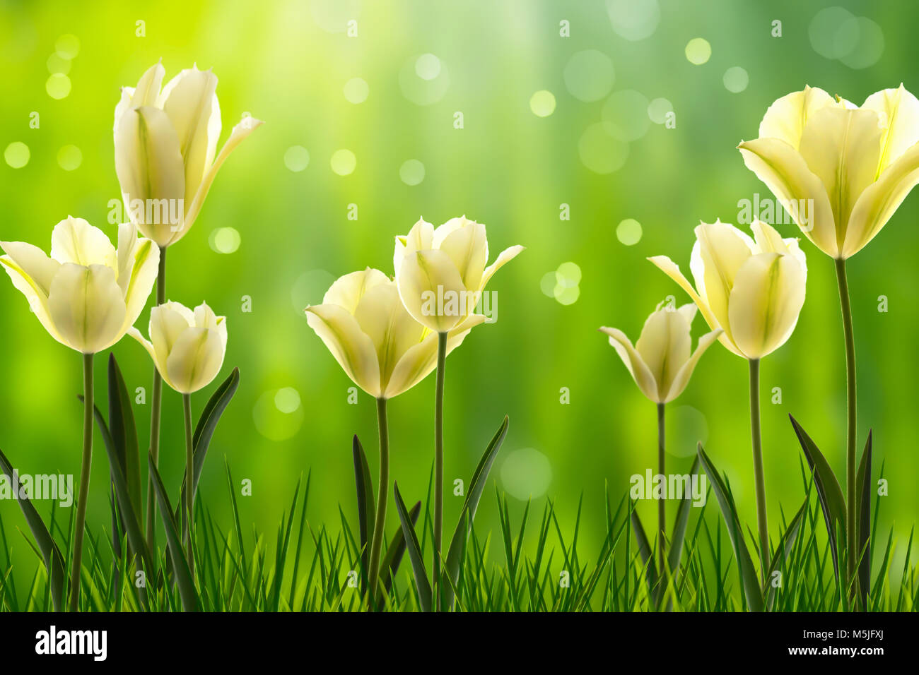 white tulips on springtime meadow Stock Photo - Alamy