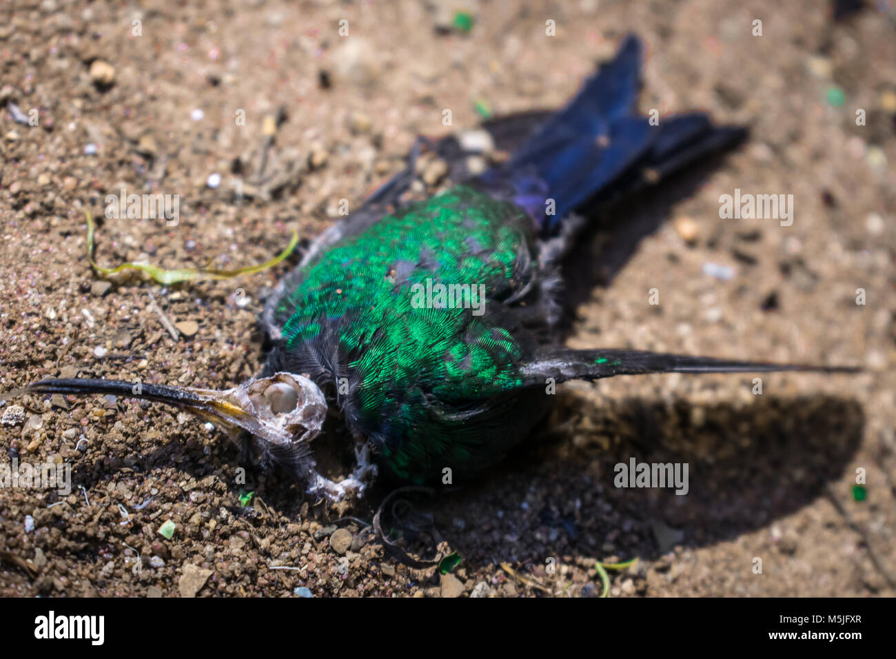 Dead hummingbird hi-res stock photography and images - Alamy