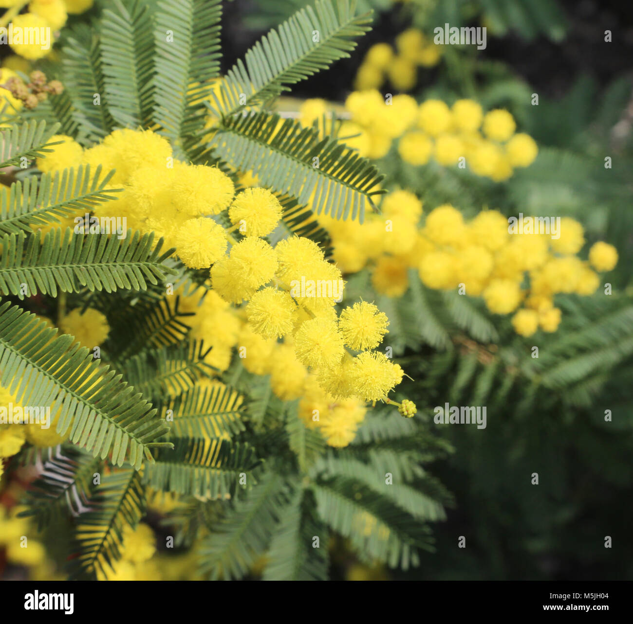 background of mimosa flowers symbol of international day of women each ...