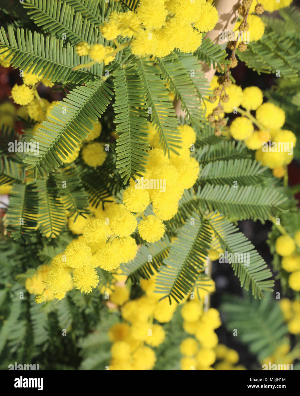 background of yellow mimosa flowers symbol of international day of ...