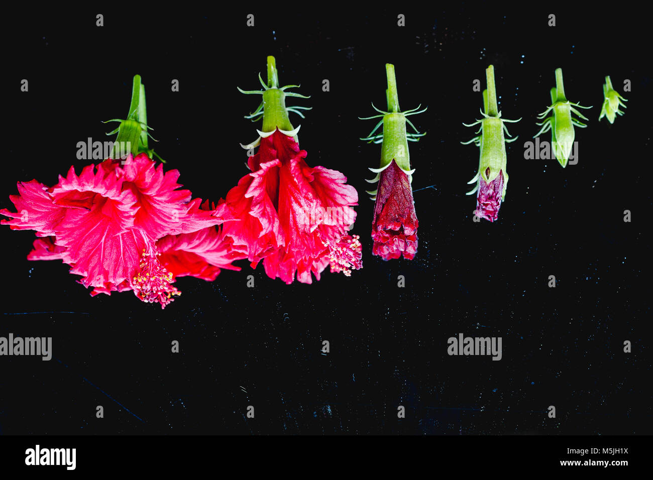 flowers in various stages from the new buds to the full bloom,in ...