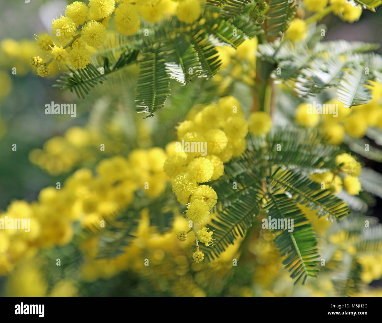 big yellow mimosa flowers symbol of international women's day Stock ...