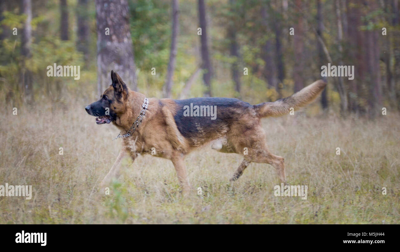 German shepard in forest hi-res stock photography and images - Alamy