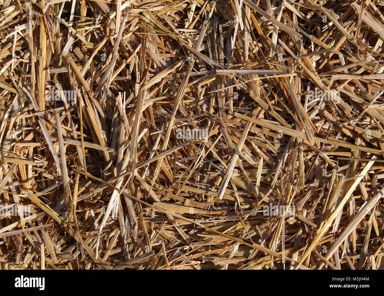 rural background with a lot of raw straw from a barn of a farm Stock ...