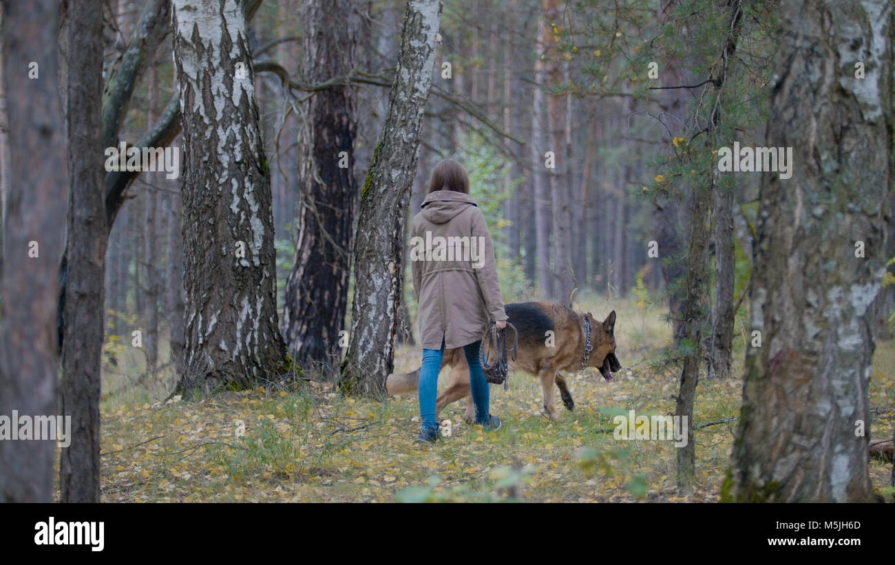 German shepard in forest hi-res stock photography and images - Alamy