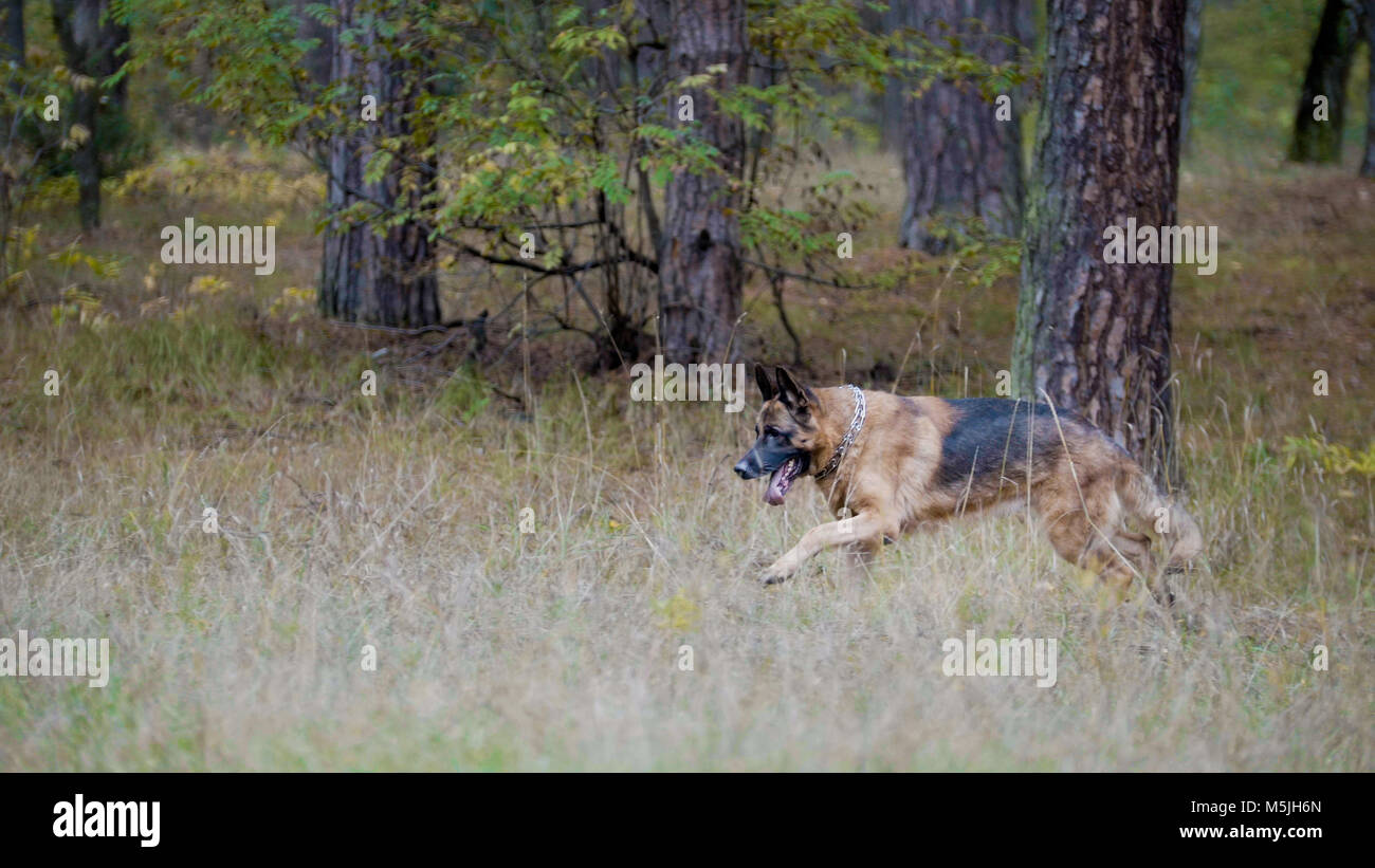 German shepard in forest hi-res stock photography and images - Alamy