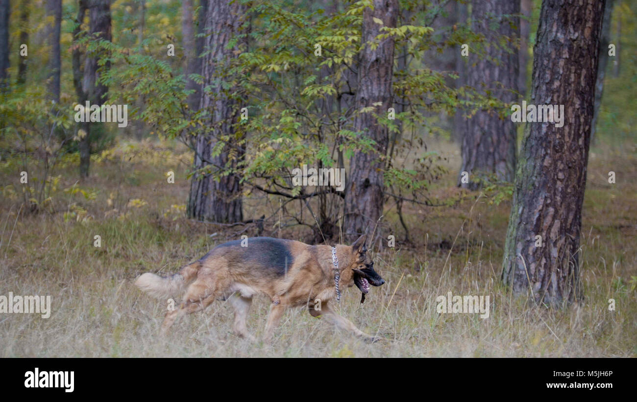German shepard in forest hi-res stock photography and images - Alamy
