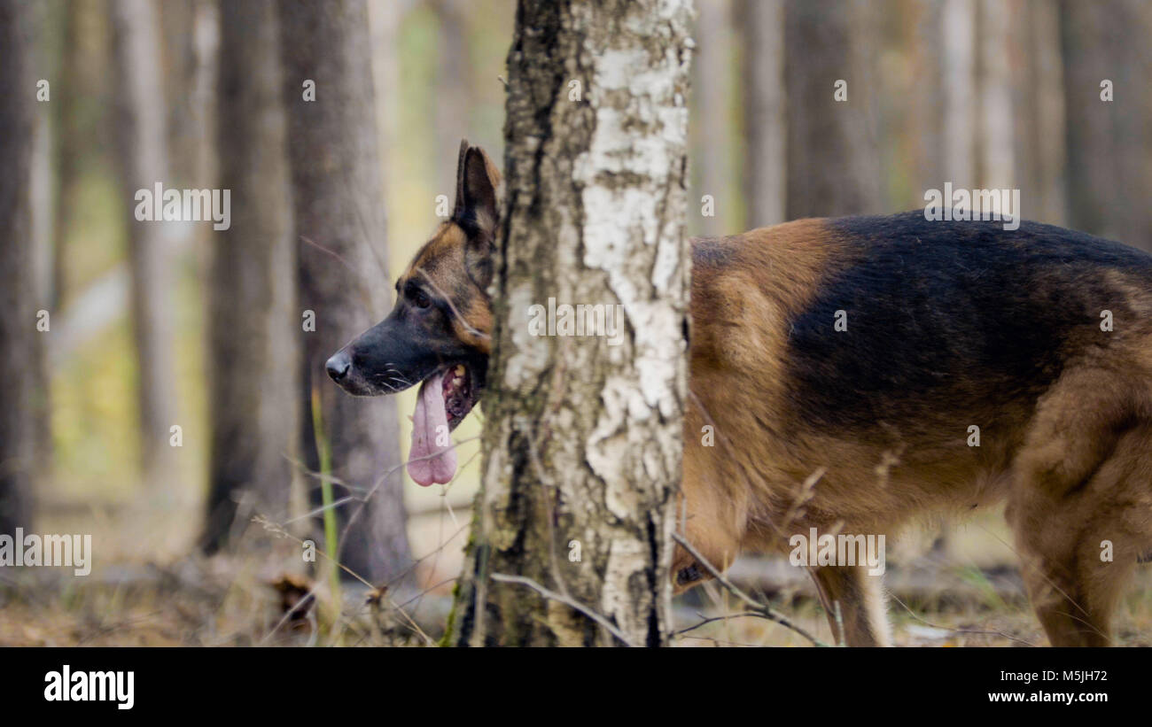 German shepard in forest hi-res stock photography and images - Alamy
