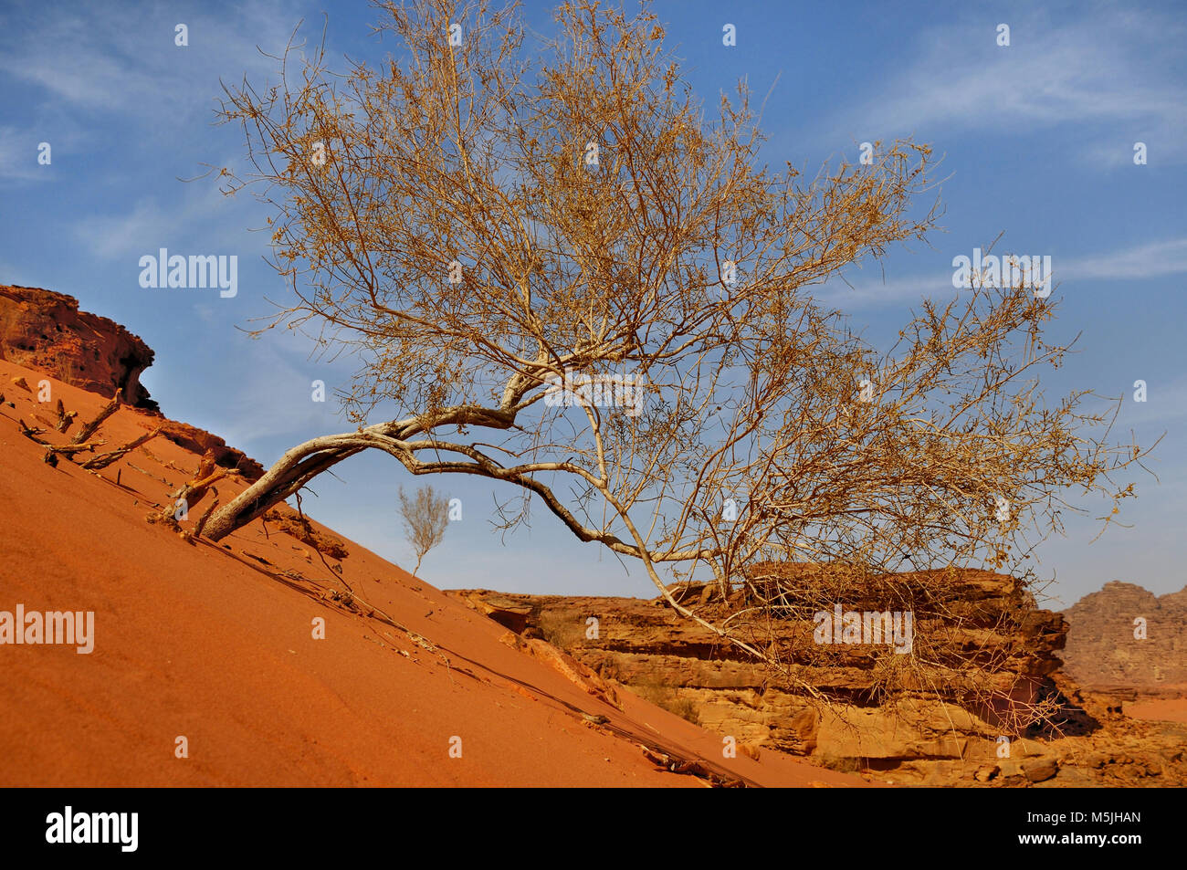 Tree saxaul saksaul hi-res stock photography and images - Alamy