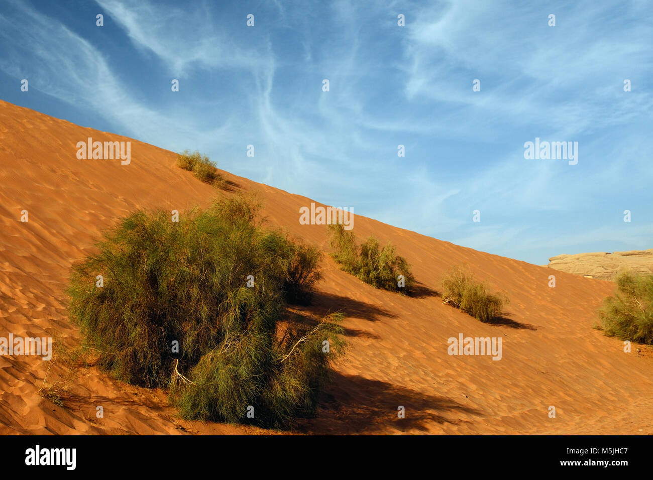 A saksaul tree is growing on a sandy slope in Wadi Rum desert, Jordan ...