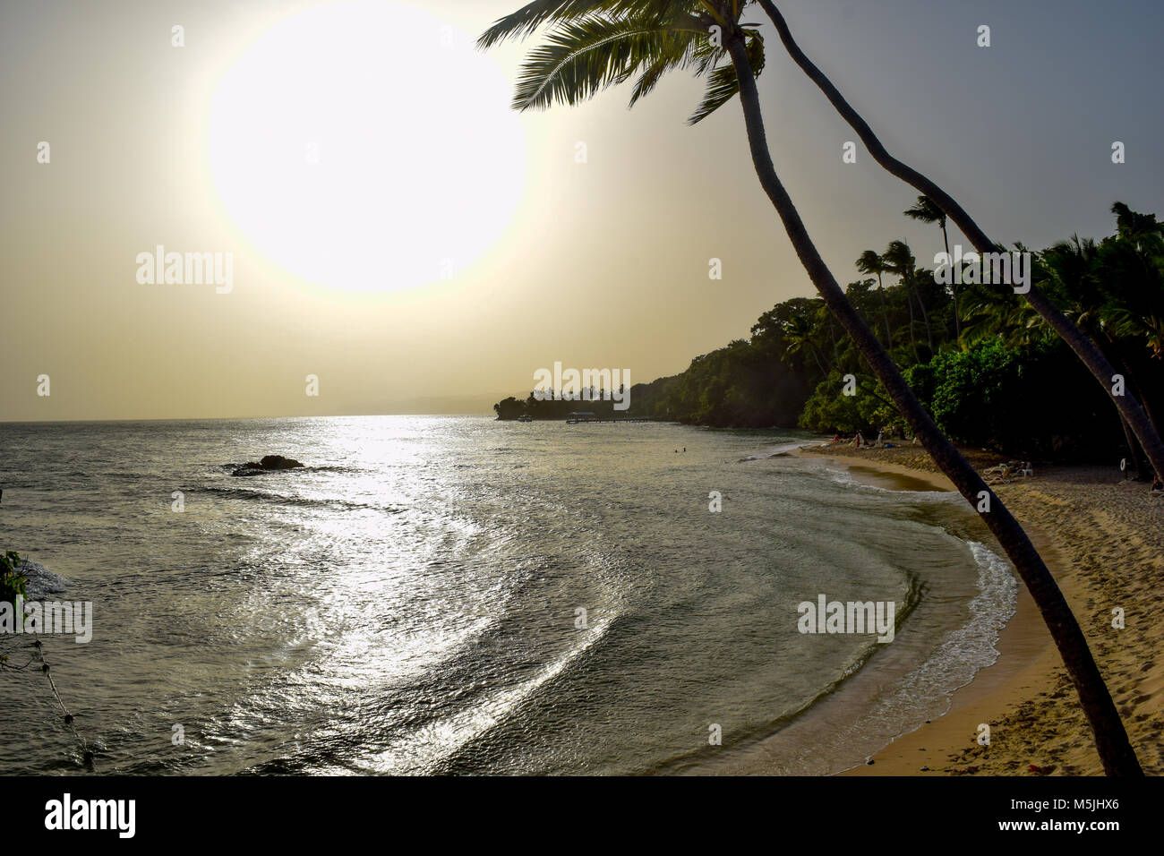 Sunset at the beach, windy, palms in the wind, waves, warm light ...