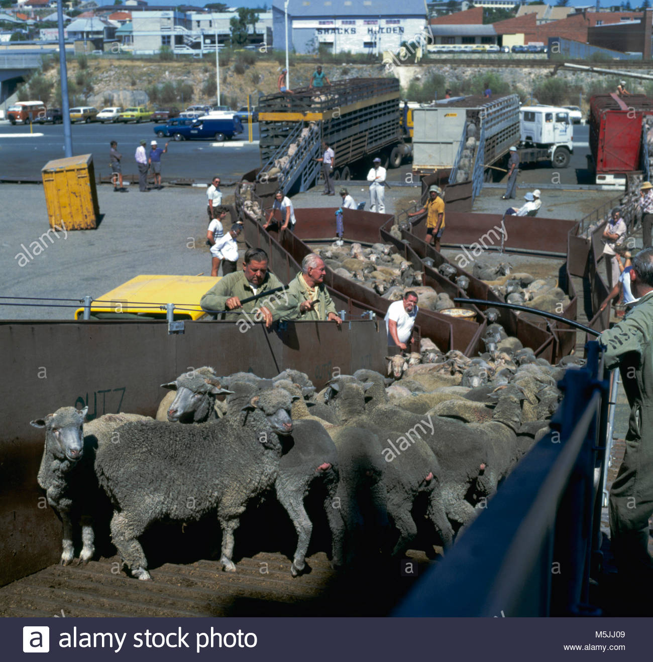 Frightened Sheep Stock Photos & Frightened Sheep Stock Images - Alamy