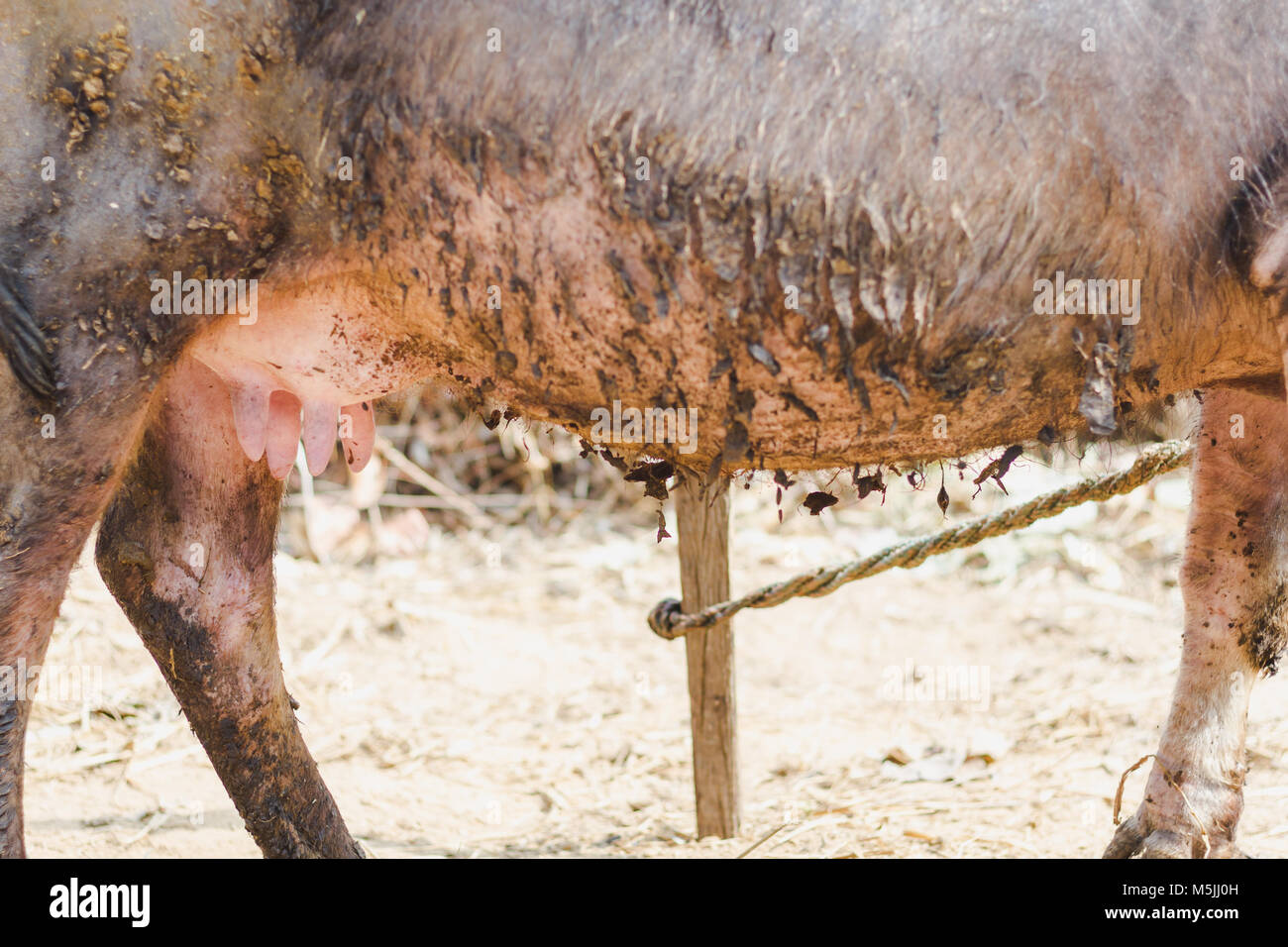 Himalayan Buffalo High Resolution Stock Photography and Images - Alamy