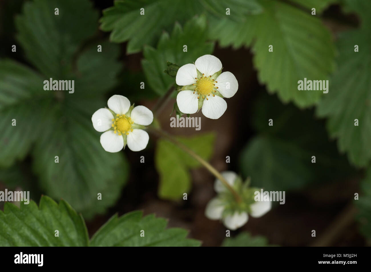 Fragaria vesca countryside hi-res stock photography and images - Alamy