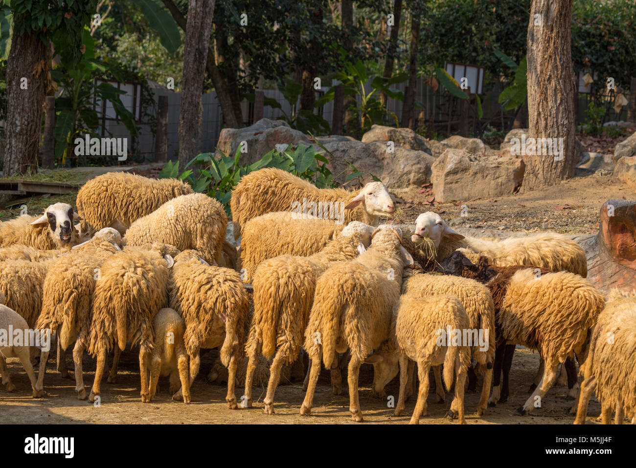 Flock of sheep Stock Photo - Alamy