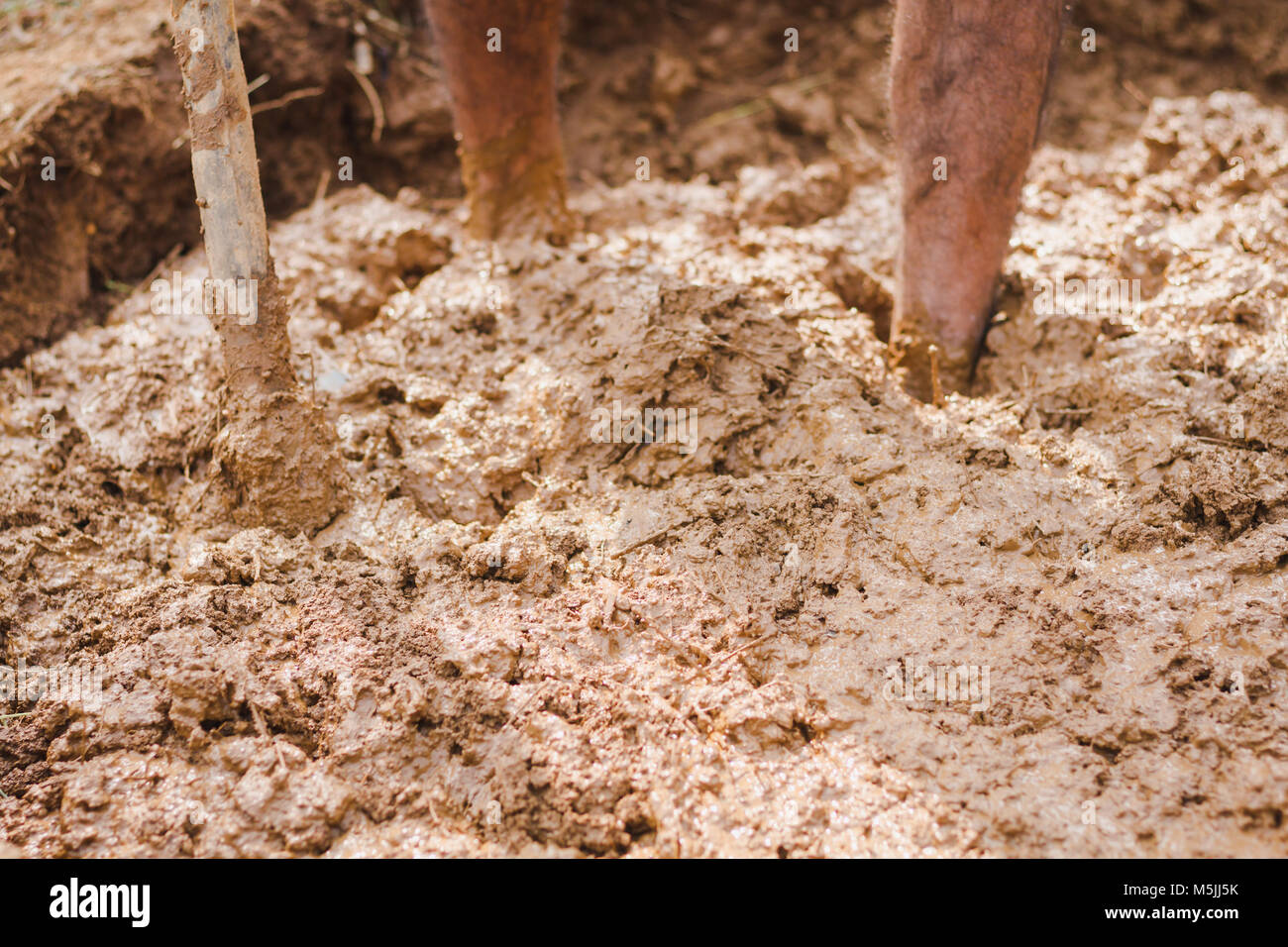 Mixing mud with water hi-res stock photography and images - Alamy