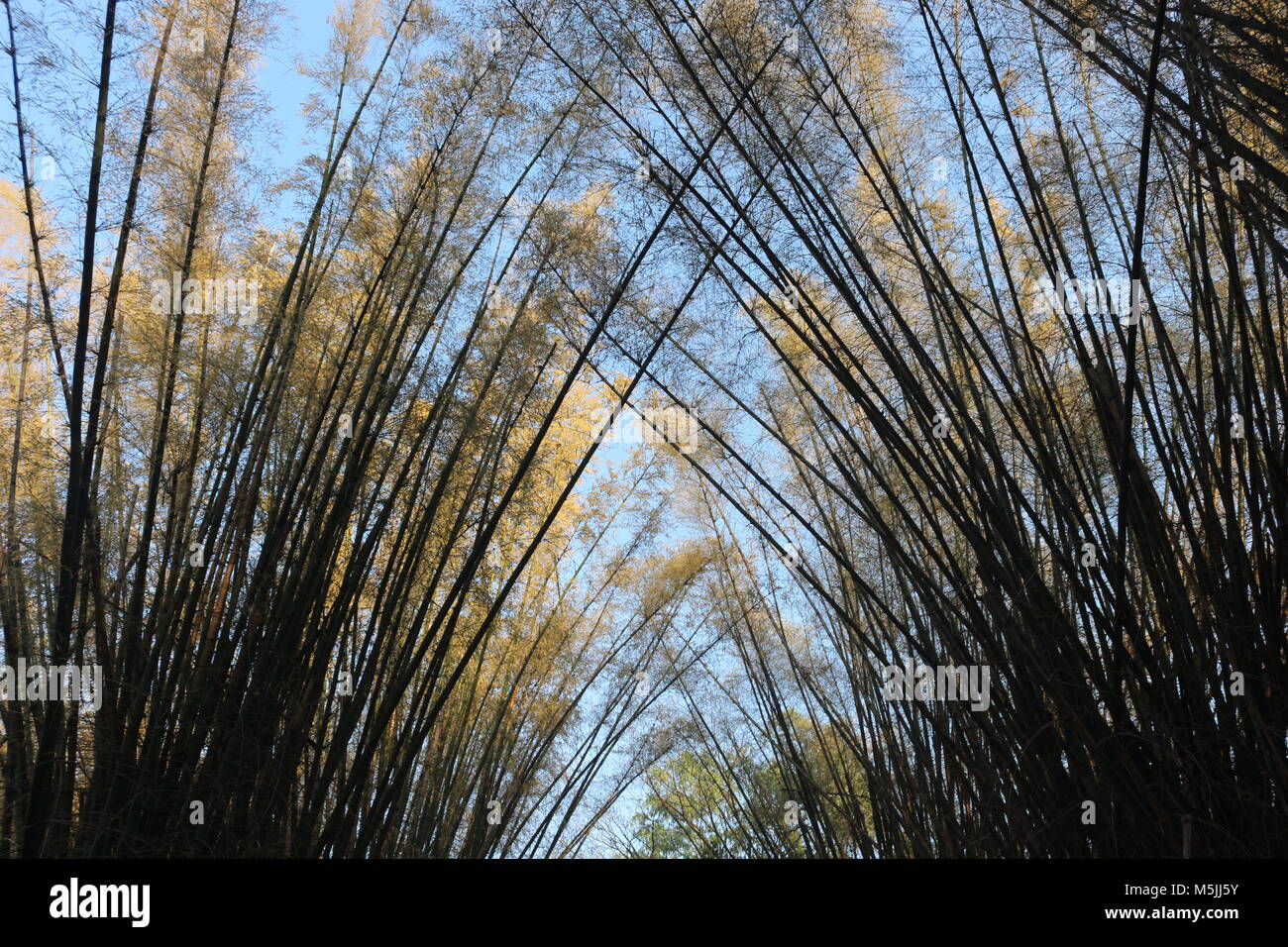 arch view of golden bamboo trees in the park Stock Photo - Alamy