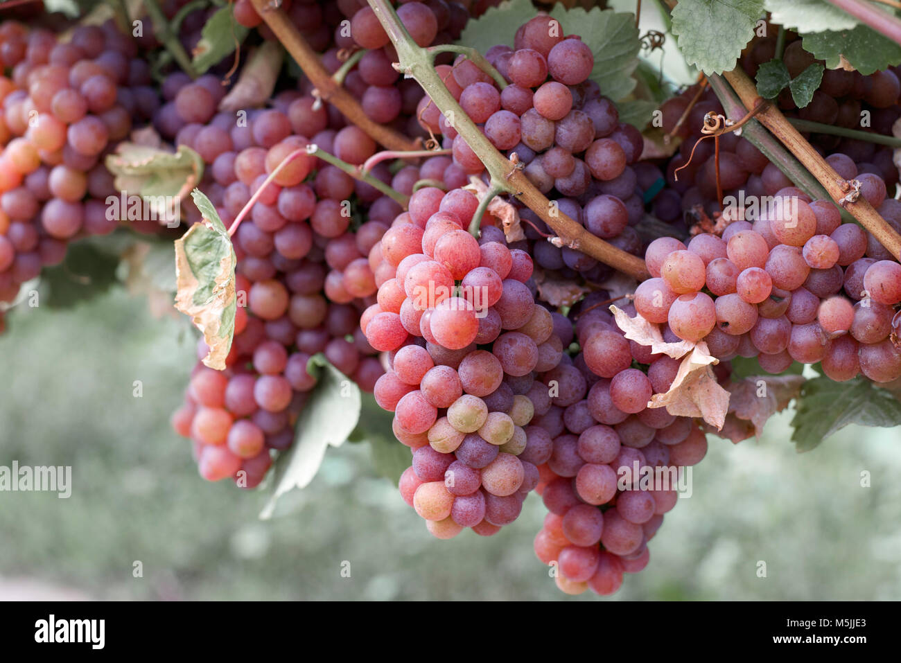 Ontario grapes hi-res stock photography and images - Alamy