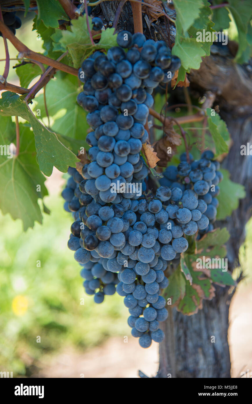 Grapes ready for harvest in a Niagara Vineyard, Ontario, Canada Stock ...