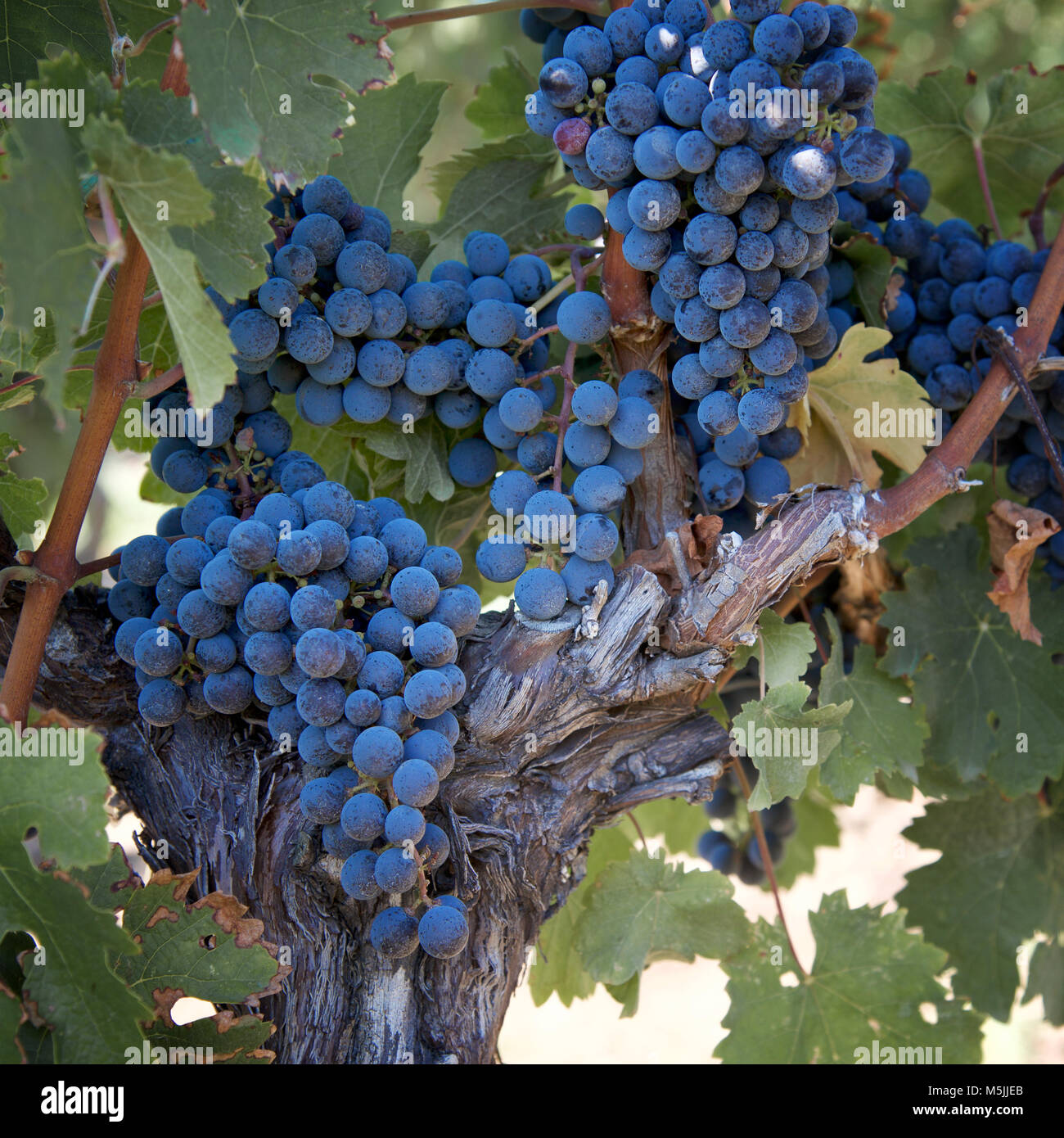Grapes ready for harvest in a Niagara Vineyard, Ontario, Canada Stock ...