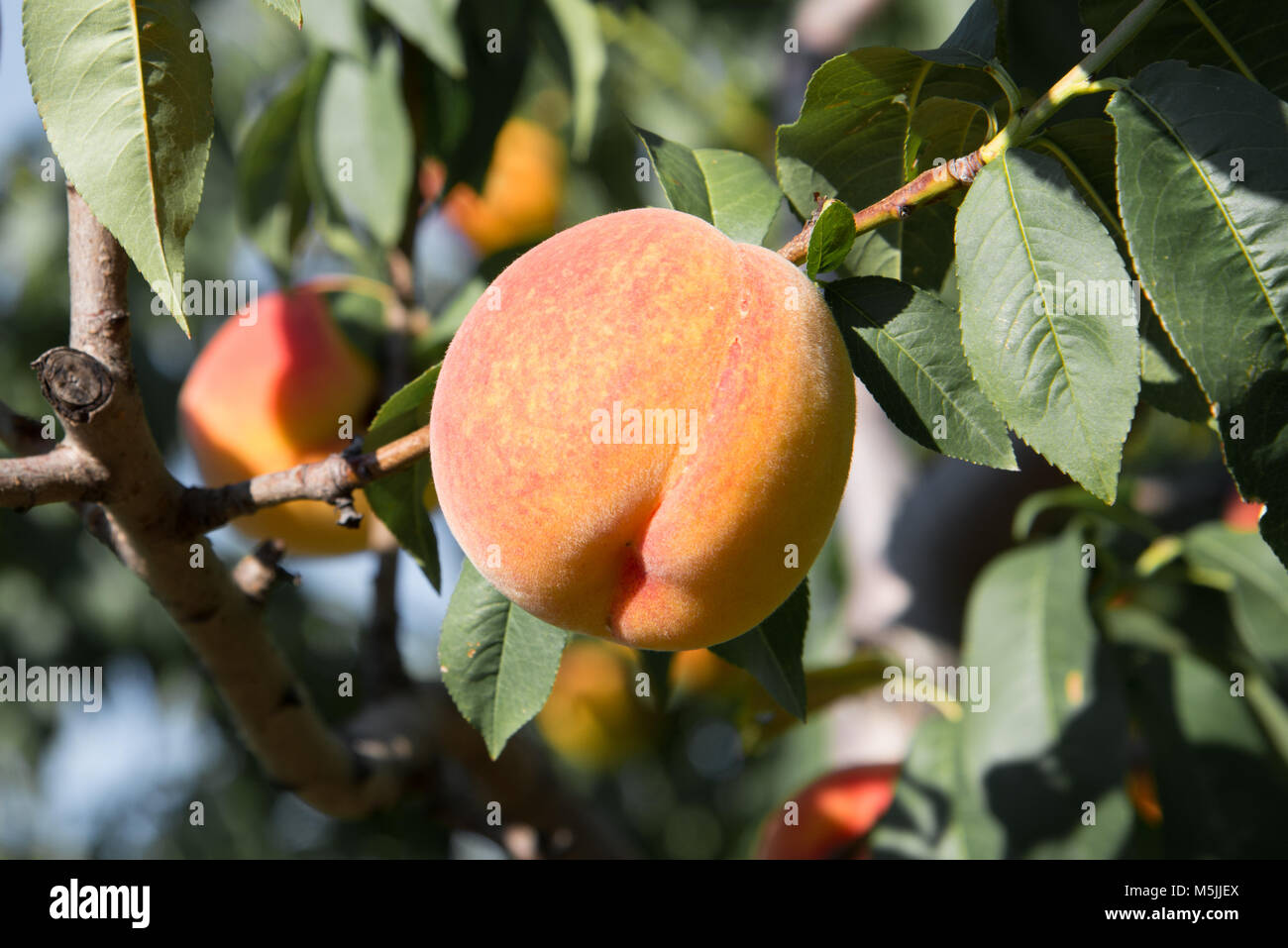 Peaches ready for harvest in a Niagara Orchard, Ontario, Canada Stock ...