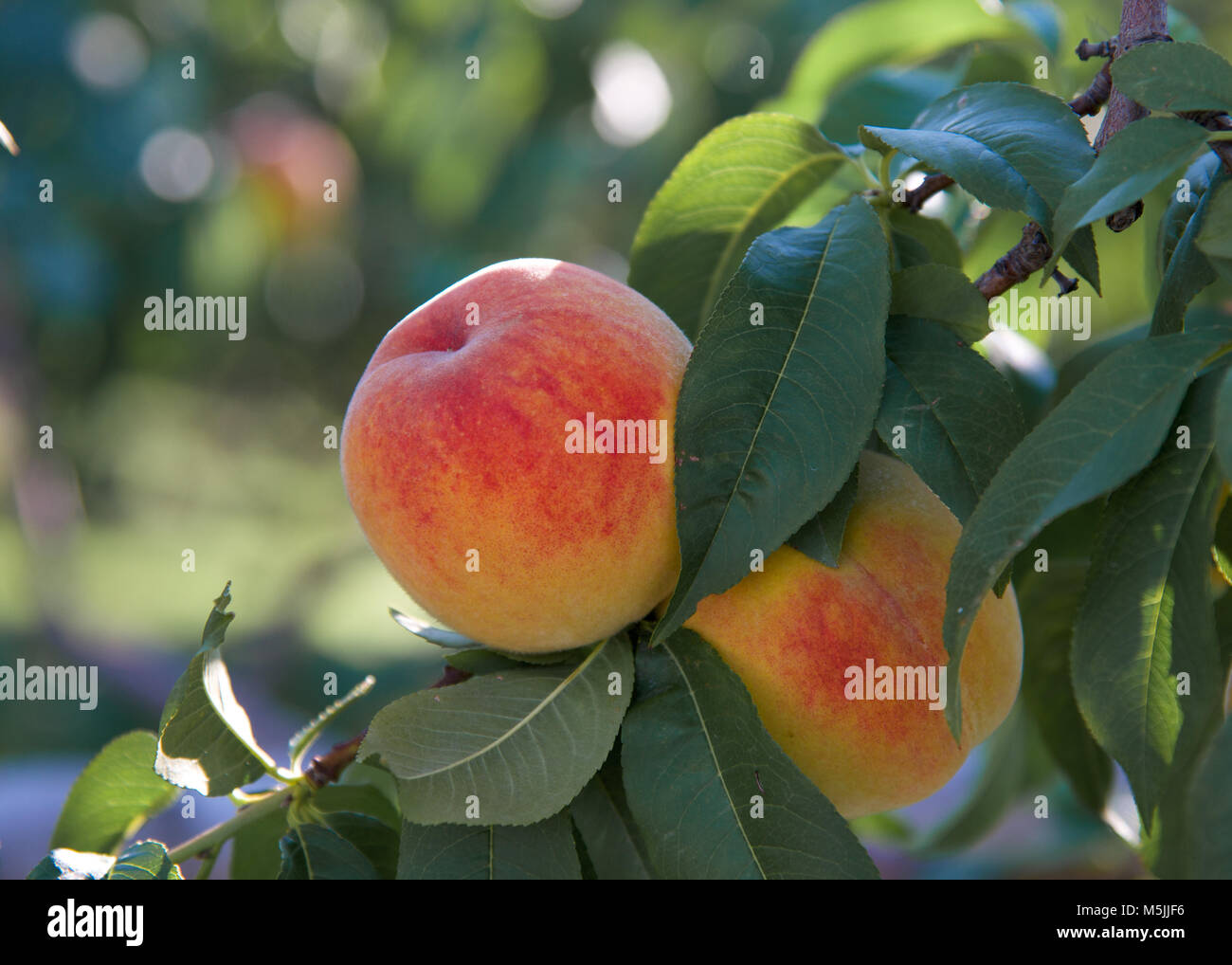 Peaches ready for harvest in a Niagara Orchard, Ontario, Canada Stock ...