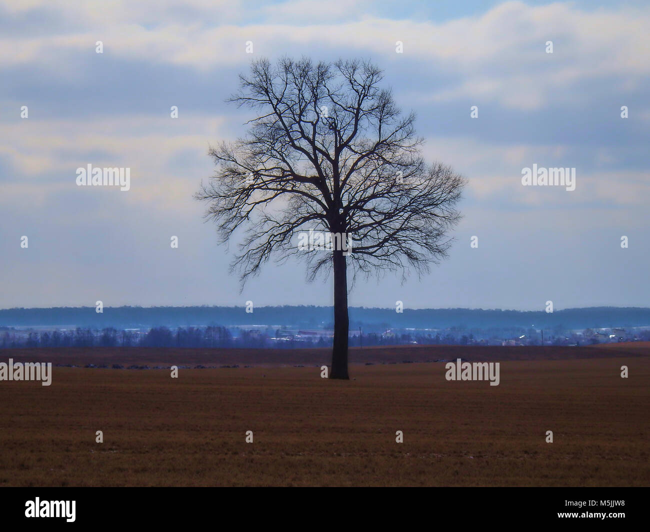 Single tree on farmyard fields. Winter landscape with blue sky and ...