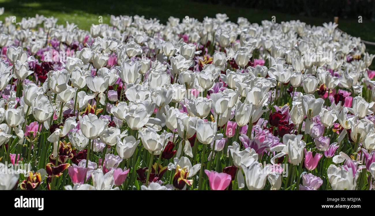 Field beautiful white tulips hi-res stock photography and images - Alamy