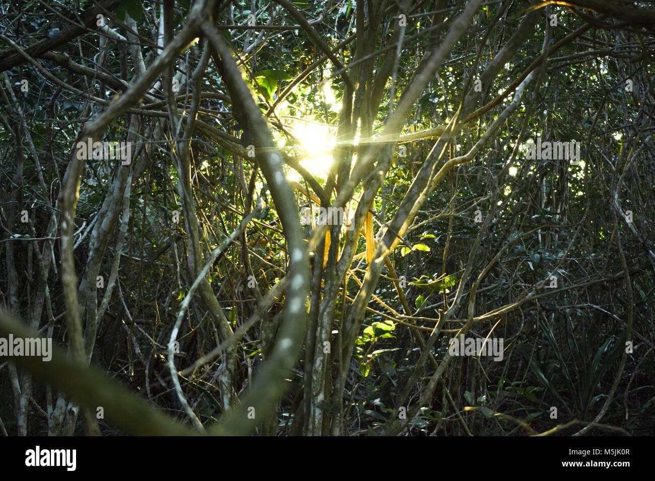 Sunset in the middle of rain forest Stock Photo - Alamy