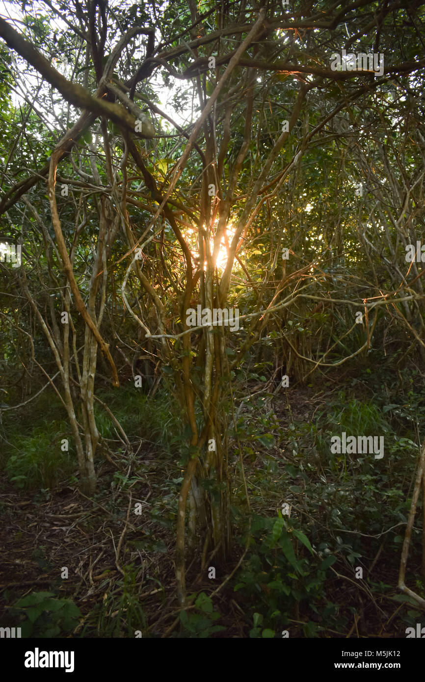 Rain sunshine forest hi-res stock photography and images - Alamy