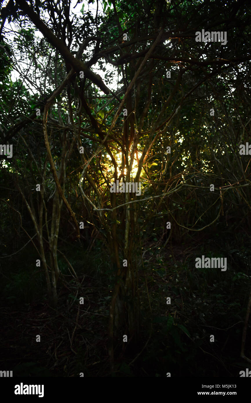 Sunset in the middle of rain forest Stock Photo - Alamy