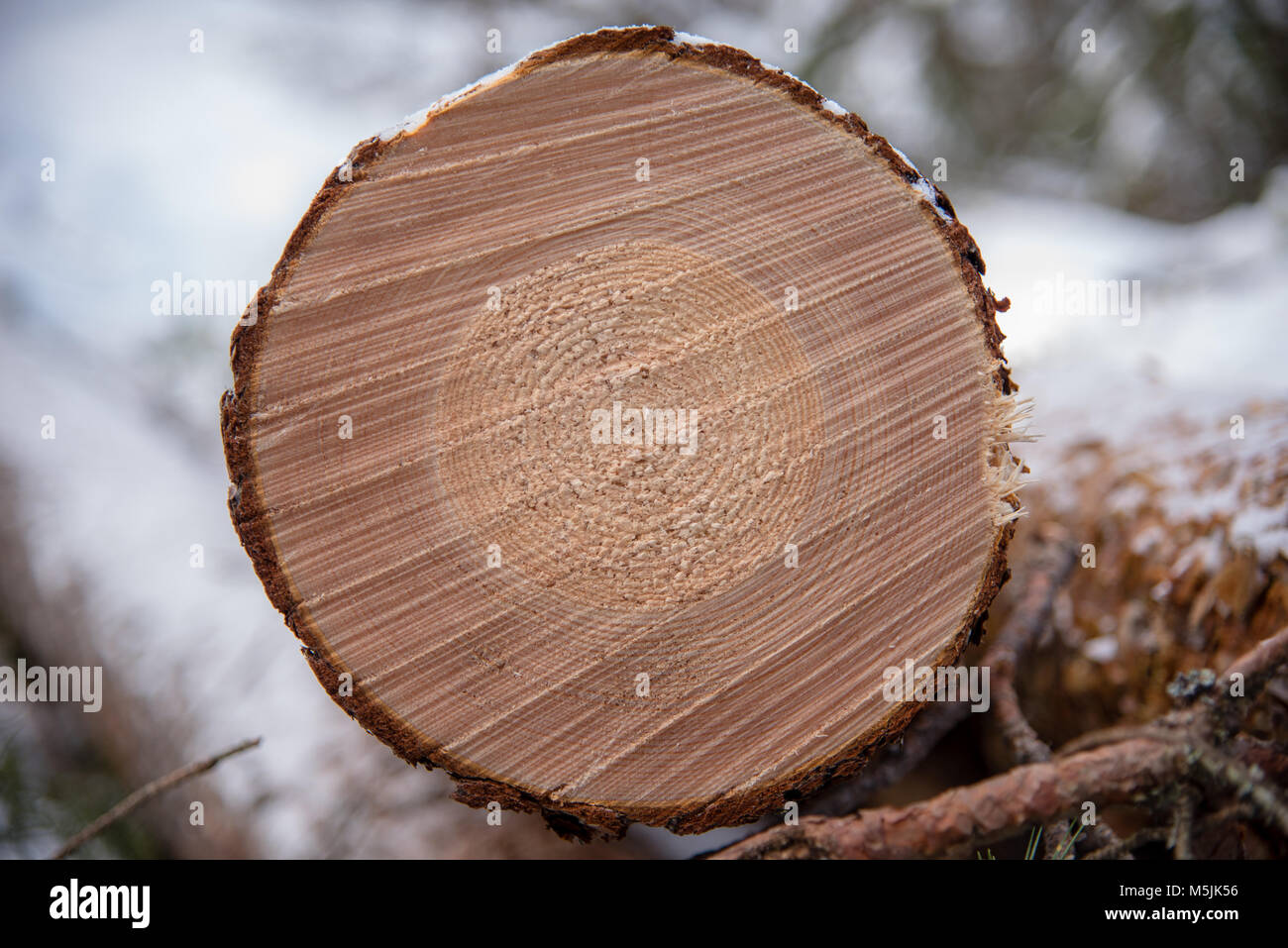 Sawn timber after a harvester in a swedish forest with snow Stock Photo ...