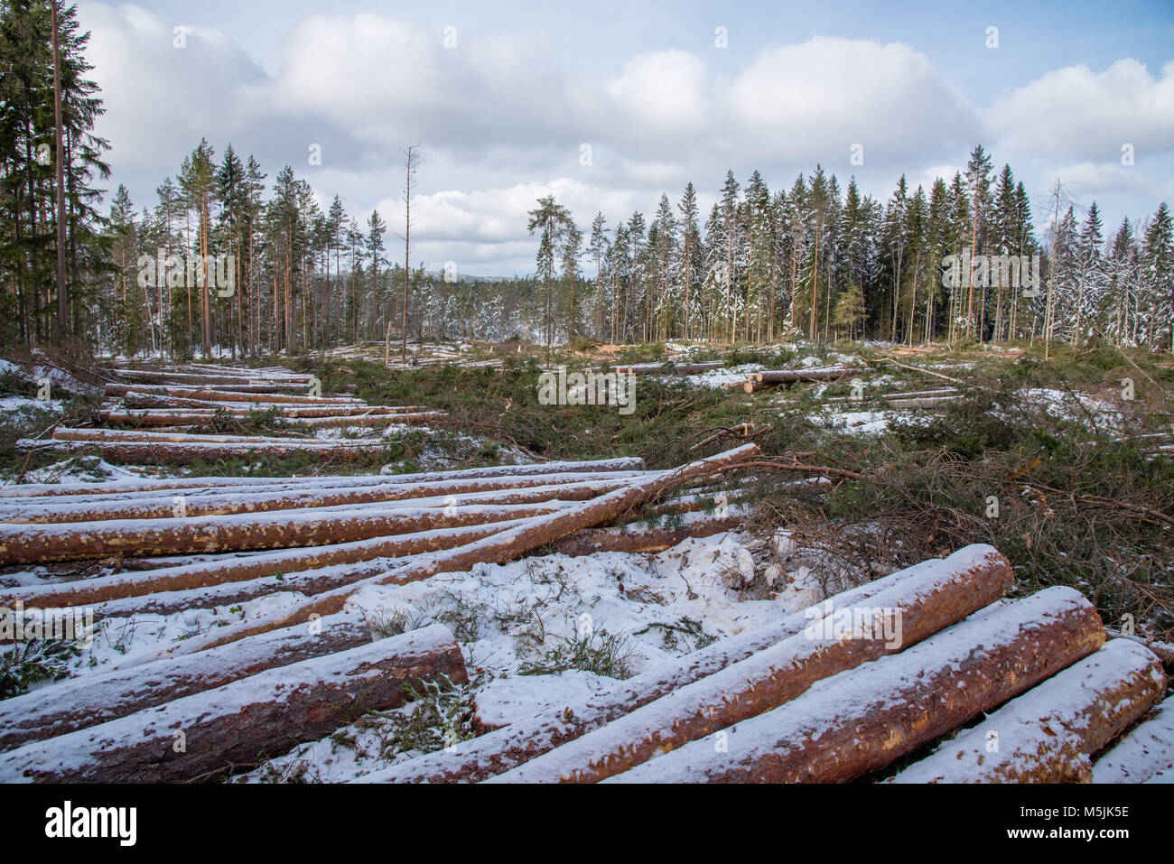 timber after a harvester in a swedish forest with snow over the timber ...