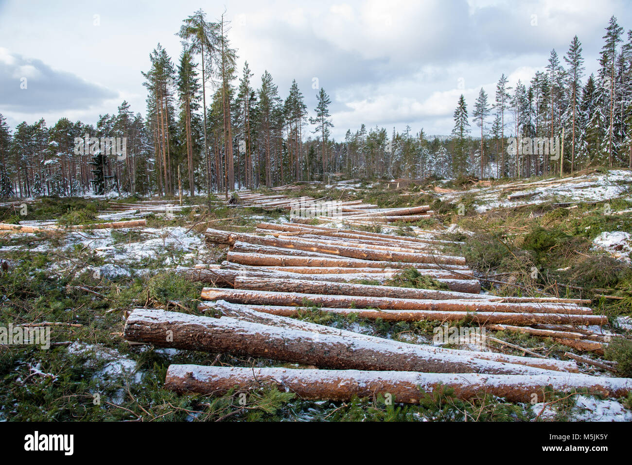 timber after a harvester in a swedish forest with snow over the timber ...