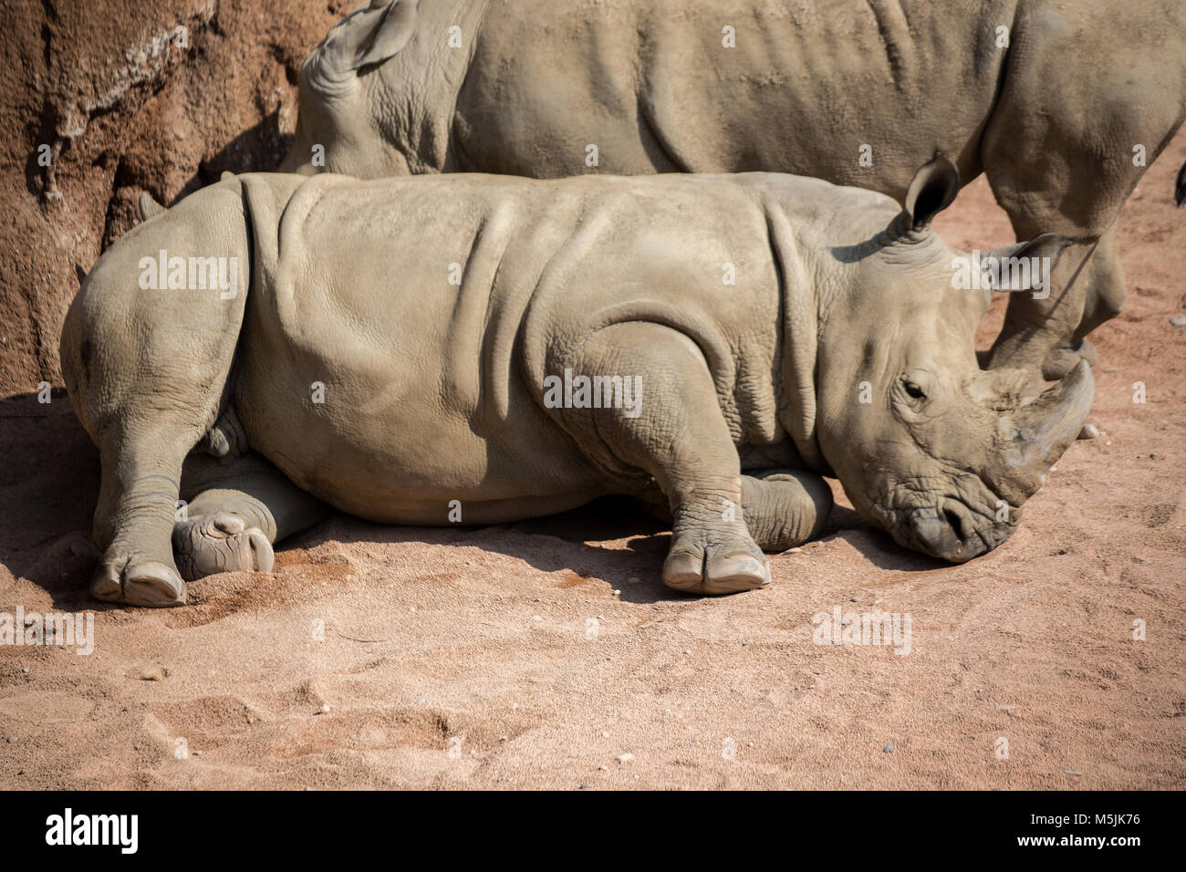 Rhino lie down portrait Stock Photo - Alamy