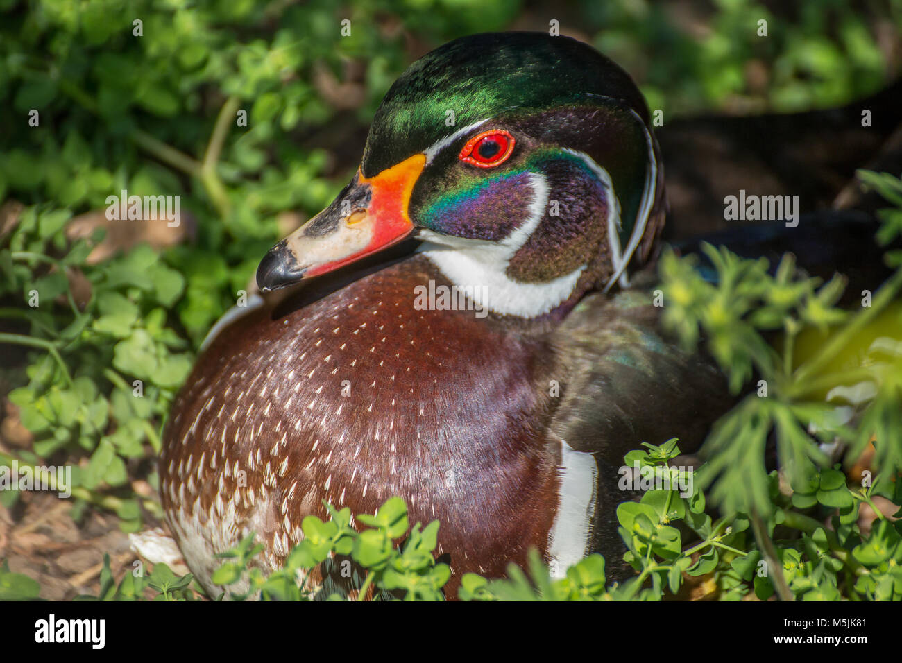 Wood duck portrait Stock Photo - Alamy